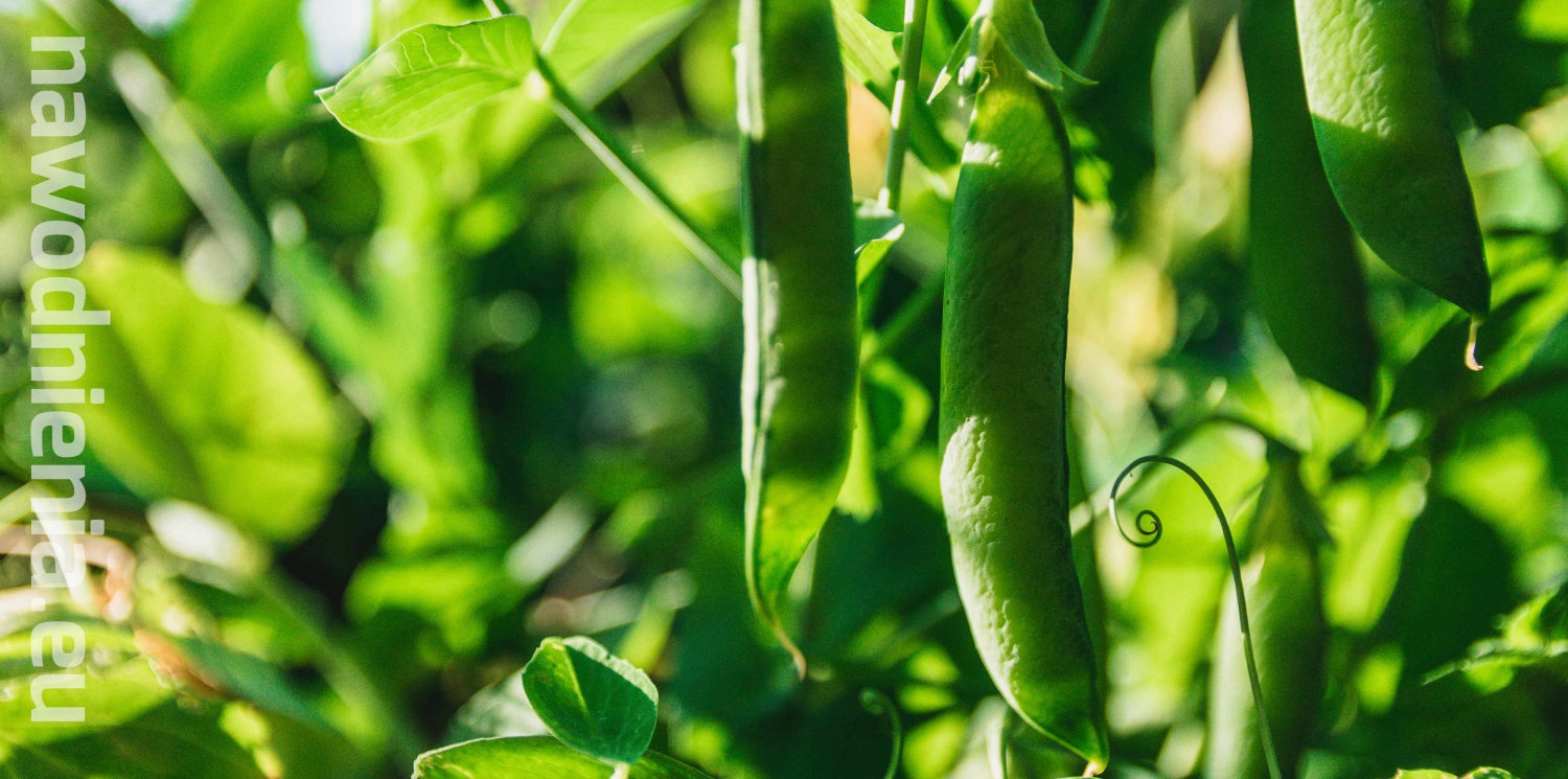 Nawadnianie grochu - Uprawy - Jak nawadniać - Nawodnienia.eu Warszawa